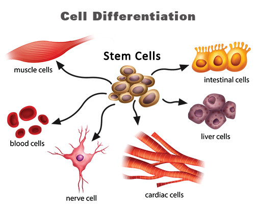 The Cell - Form 1 Biology Notes - EasyElimu: Learning Simplified The Cell - Form 1 Biology Notes - EasyElimu: Learning Simplified