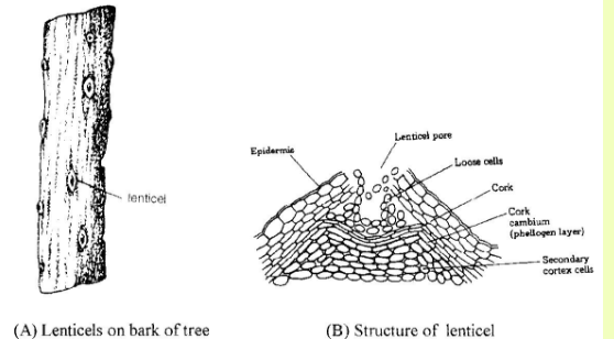 GROWTH AND DEVELOPMENT - Form 3 Biology Notes - EasyElimu: Learning ... GROWTH AND DEVELOPMENT - Form 3 Biology Notes - EasyElimu: Learning ...